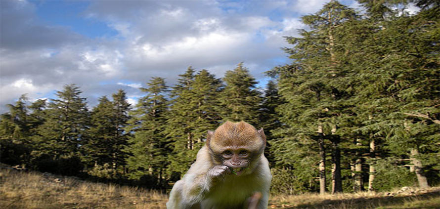 Azrou Marocco - E il suo Bosco di Cedri